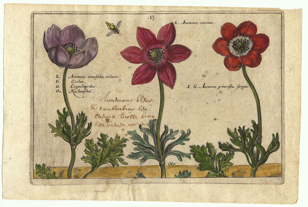 Crispijn Van De Passe - Hortus Floridus - Anemones - Village Antiques