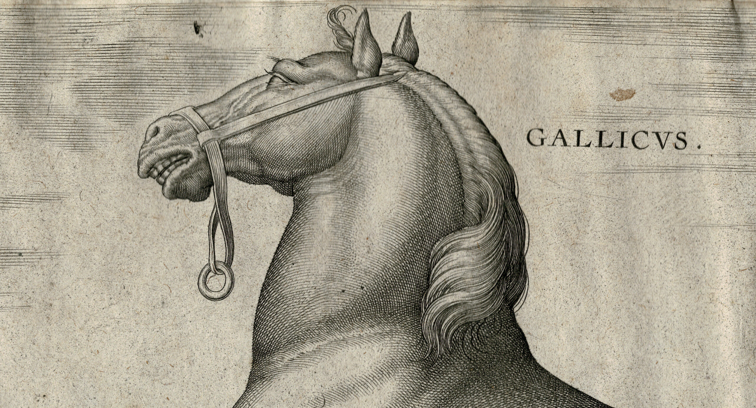 Gallicus - Antique Engraving of a Horse from Stradanus' Renaissance ...