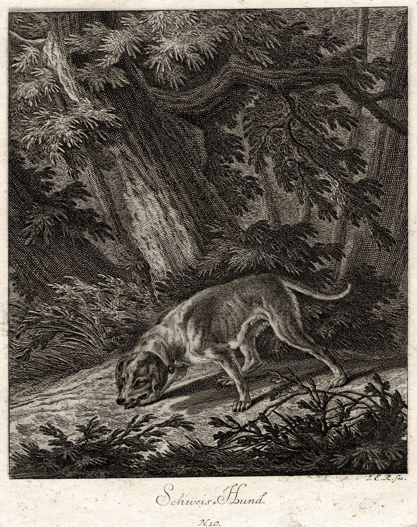 Johann Elias Ridinger - Bloodhound - Schweis Hund (N. 10) - Village ...